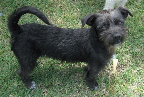 Black Shih Tzu Mix