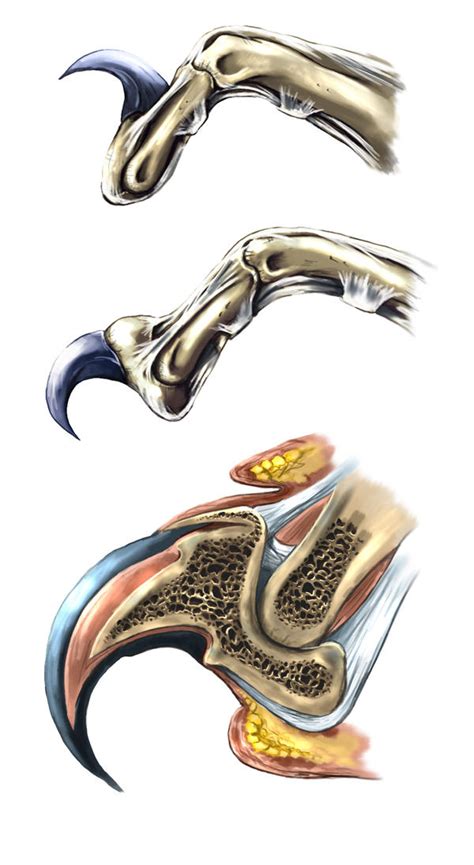 Cat Paw Detail By Highdarktemplar On Deviantart