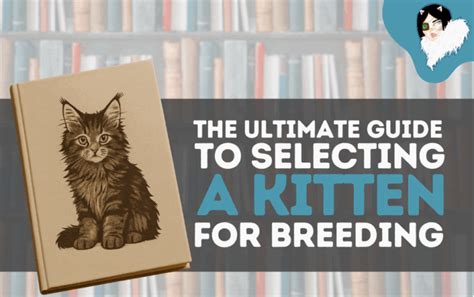 How To Start A Breeding Cattery