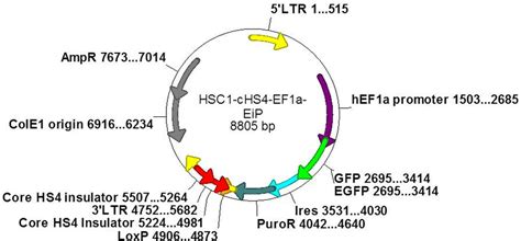 Addgene HSC1 HS4 GiP