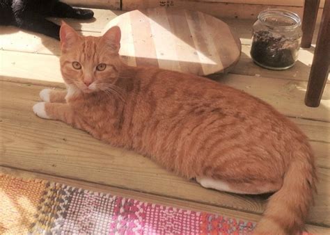 Fakta Län Södermanlands Län Försvann 2020 04 12 Kattens ålder Vuxen Kattens Kön Hane Kastrerad