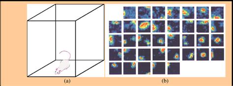 22 Coding Of An Ensemble Of Locations In A Given Environment By A