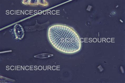 Diatom Under A Microscope Stock Image Science Source Images