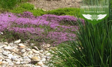 Чебрець ранній Мінор Thymus Praecox Minor