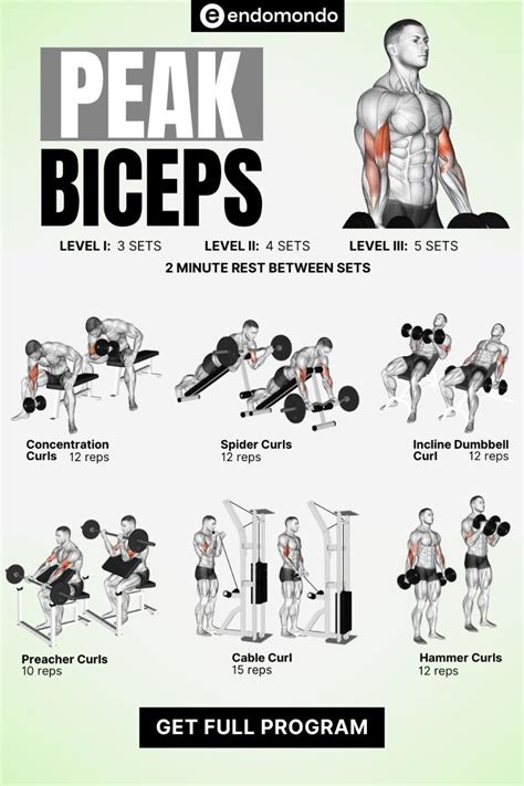 Best Bicep Isolation Exercises To Build Stronger Bigger Biceps Artofit
