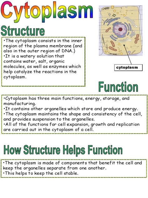 Cytoplasm Definition Structure Function With Diagram