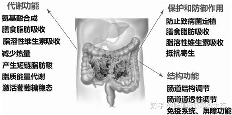 肠道菌群如此重要，人体肠道离不开的关键环节 知乎