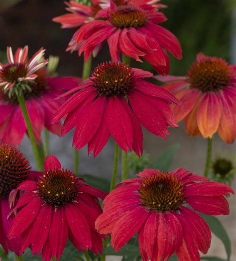 Ameriški Slamnik ‘artisan Red Vrtne Sadike Flanca