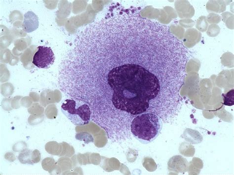 Megakaryocyte Horiba