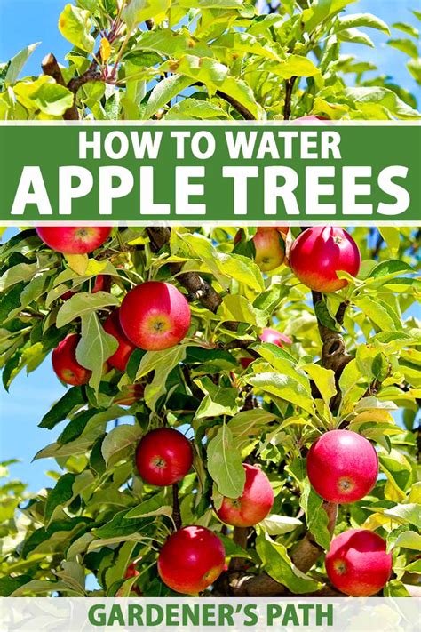 How To Water Apple Trees Gardeners Path