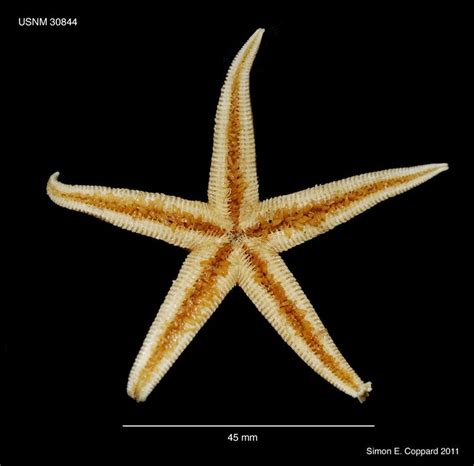 Luidia Alchetron The Free Social Encyclopedia