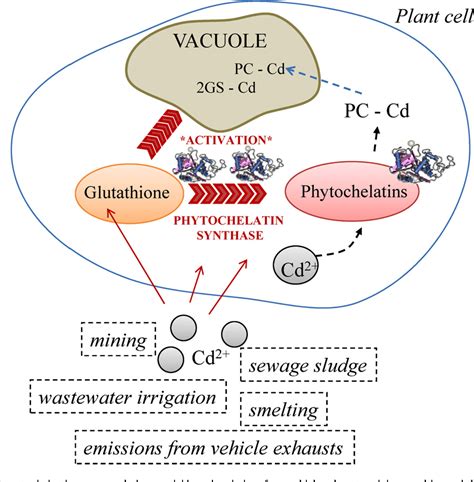 Figure 1 From Phytochelatin Synthase Activity As A Marker Of Metal