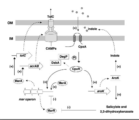 Figure 6 From The Cpxrcpxa Two Component Regulatory System Up