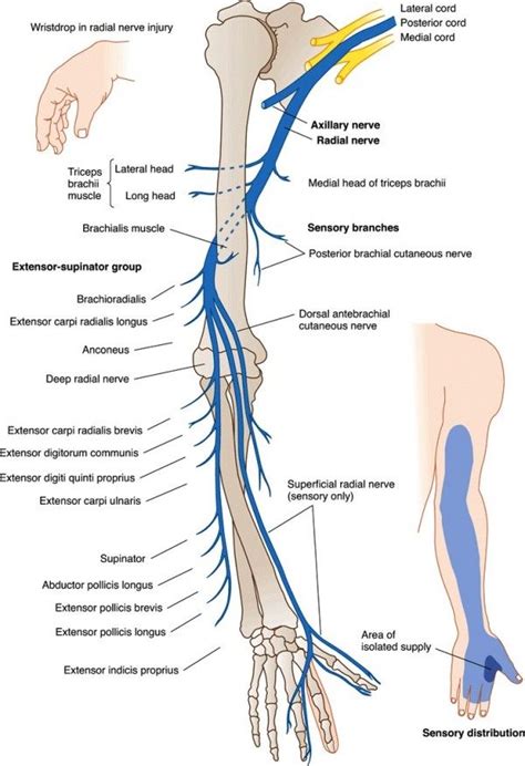 Radial Nerve Roots Bing Images Radial Nerve Plexus Products Nerve