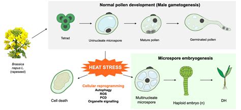 Microspore Embryogenesis A Path To Life Or Death Van Damme Lab