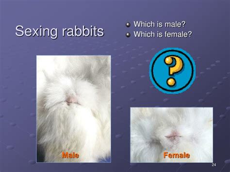 Ppt Rabbit Powerpoint Presentation Free Download Id2411582