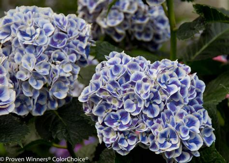 Cityline® Mars Bigleaf Hydrangea Hydrangea Macrophylla Proven Winners