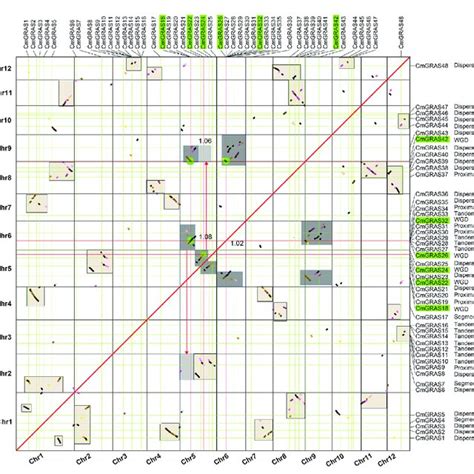 Homologous Collinearity Dot Plot Within Chinese Chestnut Genome The Download Scientific Homologous Collinearity Dot Plot Within Chinese Chestnut Genome The Download Scientific