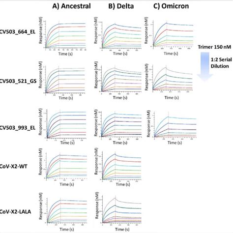 Binding Kinetics Of Bispecific Antibodies Against Spike Rbds A C