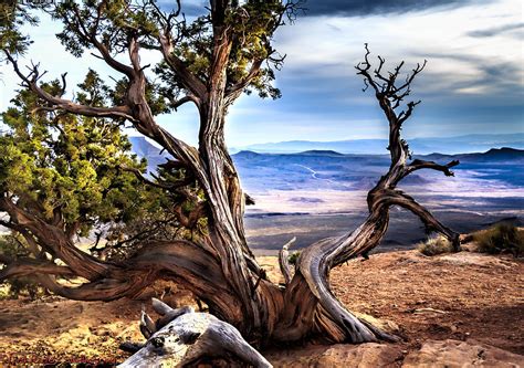 Gnarly Juniper Sentinel Photograph By Internetofpix Com Fine Art America