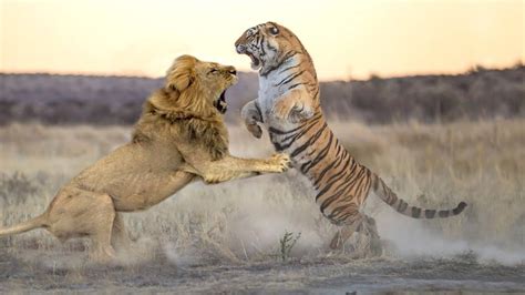 Lion Vs Tiger Who Will Win In A Fight Youtube