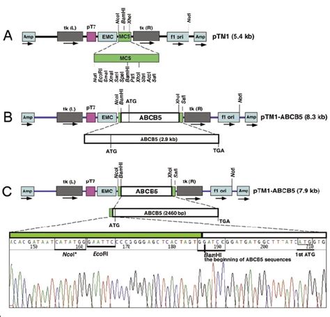 Sequencing Analysis Of Deletion Constructs A Presentation Of The Download Scientific Diagram