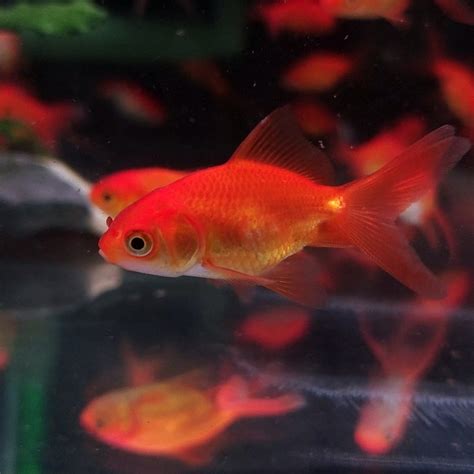 붕어 제이디 아쿠아 Jd Aqua 인천수족관