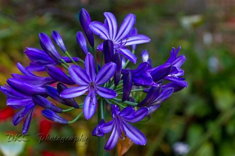 Blue Surprise Lily Garden Landscaping Plants Garden
