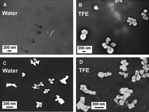 Fesem Micrographs Of Trans Peptides L T Amp 9 P2 In A Water And
