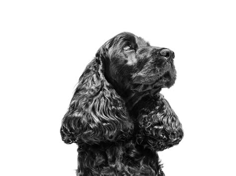 English Cocker Spaniel Breed Cocker Spaniel Dog Breed Information