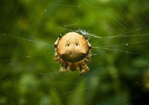 Cat Face Spider Araneus Gemmoides In The Garden