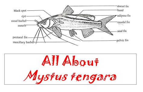 Mystus Tengara Habitat Characters Economic Importance