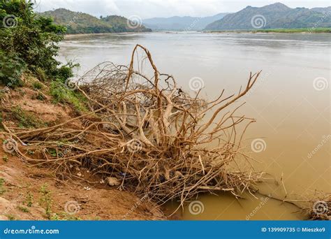 Dry Tree Roots In Water Near The Shore Mekong River Laos Stock Image Image Of Decoration