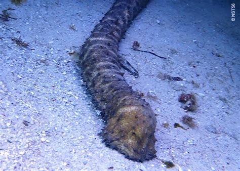 Holothuria Thomasi Tiger Tail Sea Cucumber Snorkeling Report