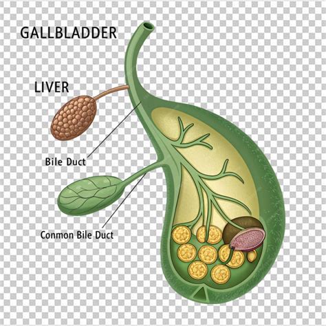 Gallstones Anatomy Gallbladder Hepatic Duct Mucosa Premium Ai
