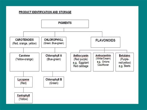 Classification Of Vegetable PDF