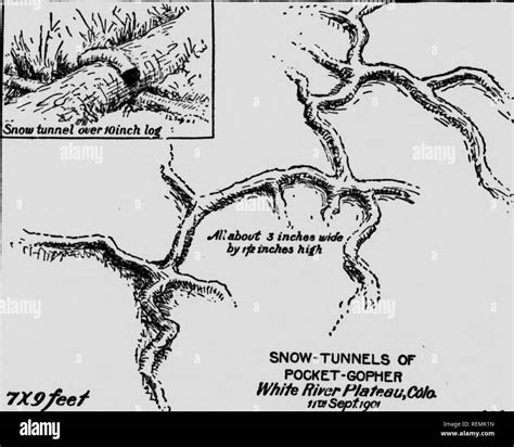 Pocket Gopher Tunnel System