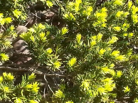 그늘에서 잘 자라는 화초해 없이 자라는 식물 네이버 블로그