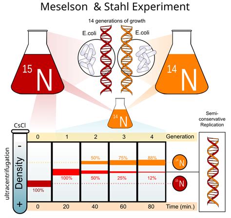 82 Dna Replication Biology Libretexts