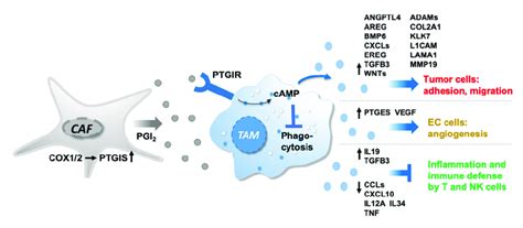 Schematic Summary Of The Pgi2 Mediated Crosstalk In The Oc
