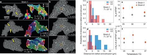 Kinetics And Distribution Of Topological Defects During Mtmt A