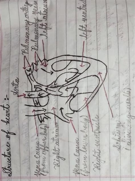 How To Draw Heart Diagram Class 10 Cbse