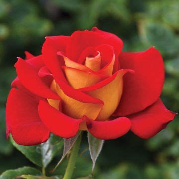 Roses Gertens Gertens Garden Center