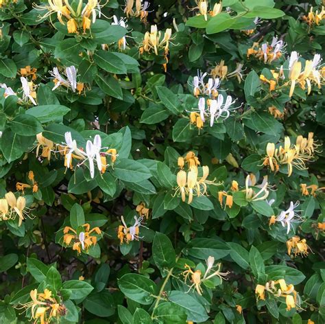 11 Fragrant Flowering Vines That Smell So Good