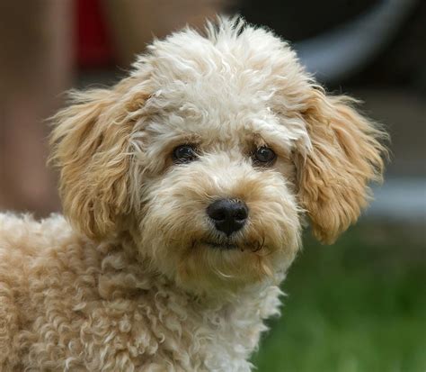 Cavapoo Fun Facts And Crate Size Pet Crates Direct