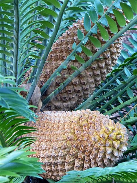 Encephalartos Natalensis Natal Giant Cycad Information And Photos