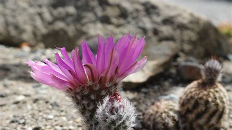 Echinocereus The Hedgehog Cacti With Edible Desert Fruits