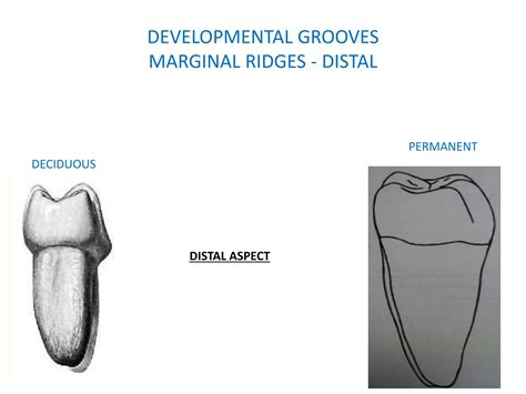 Chronology And Morphology Of Deciduous Mandibular Posteriorspptx