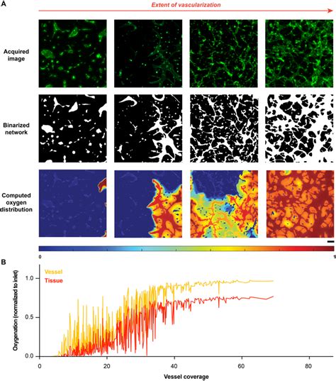 Assessment Of Oxygen Transport Through Microvascular Networks With A Download Scientific