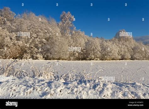 Trees Covered With Snow Stock Photo Alamy